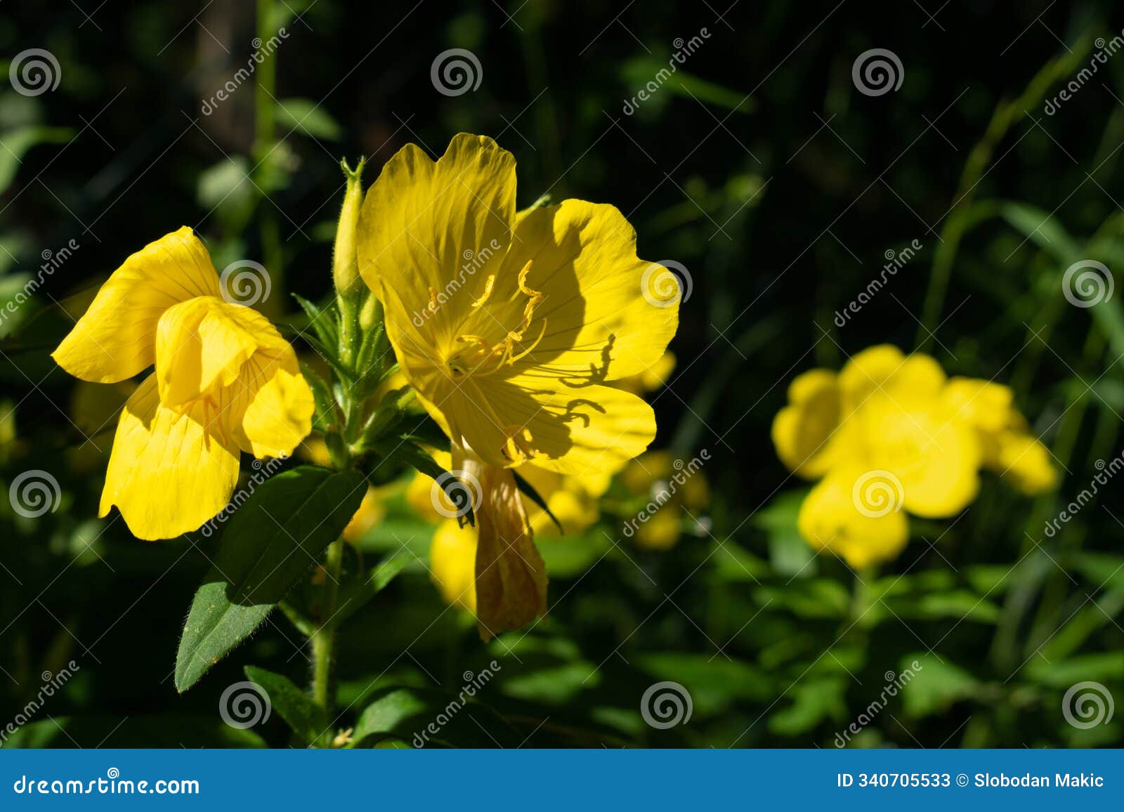Withered Flower Amaryllis. White Isolated. Stock Photography ...