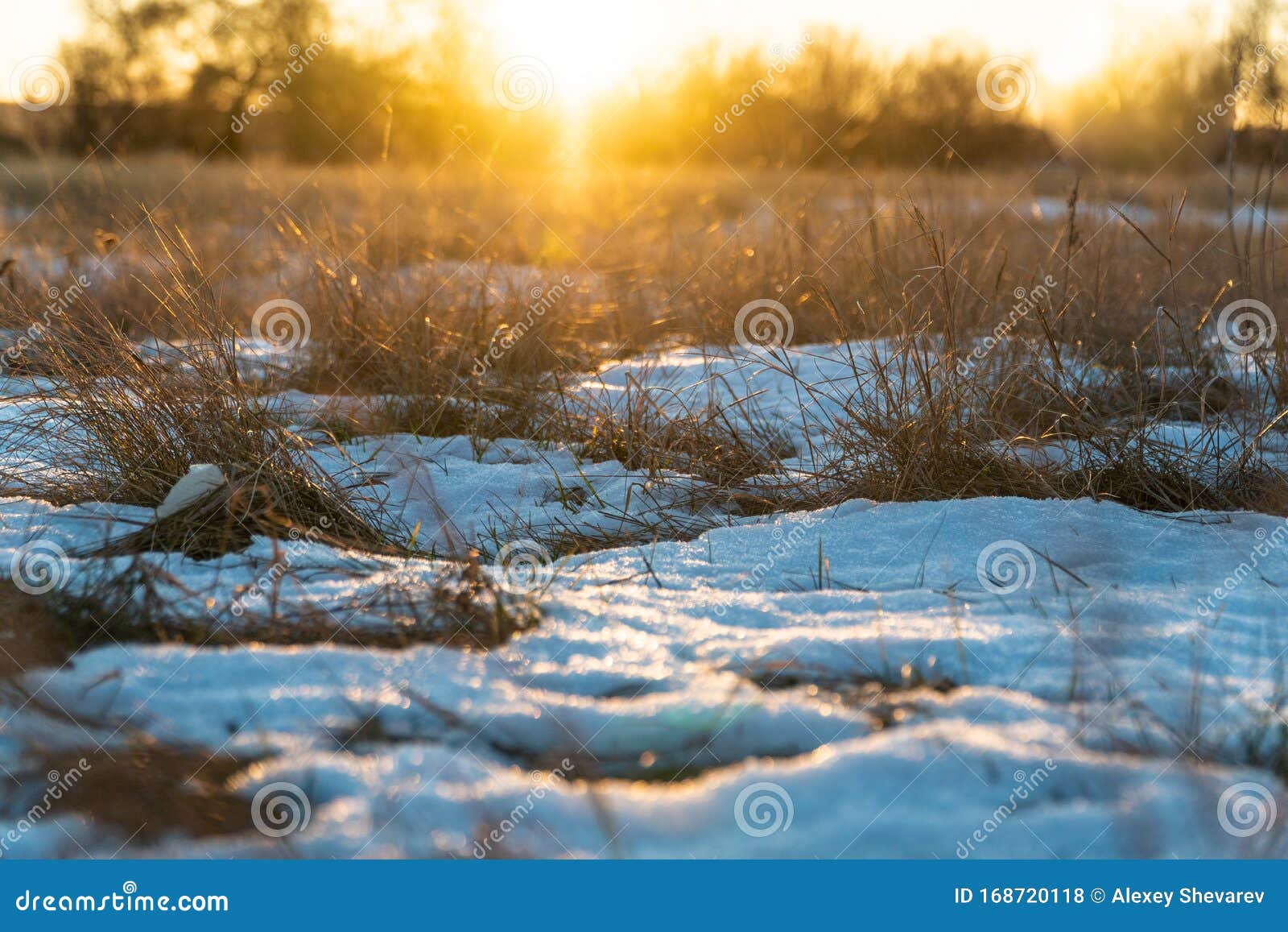 Yellow Withered Grass in the Setting Sun Under the First Snow Stock ...