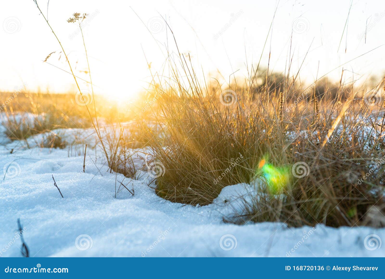 Yellow Withered Grass in the Setting Sun Under the First Snow Stock ...