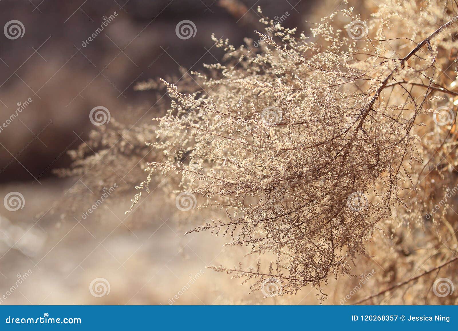 Yellow Withered Grass in Winter Stock Image - Image of dreamlike ...