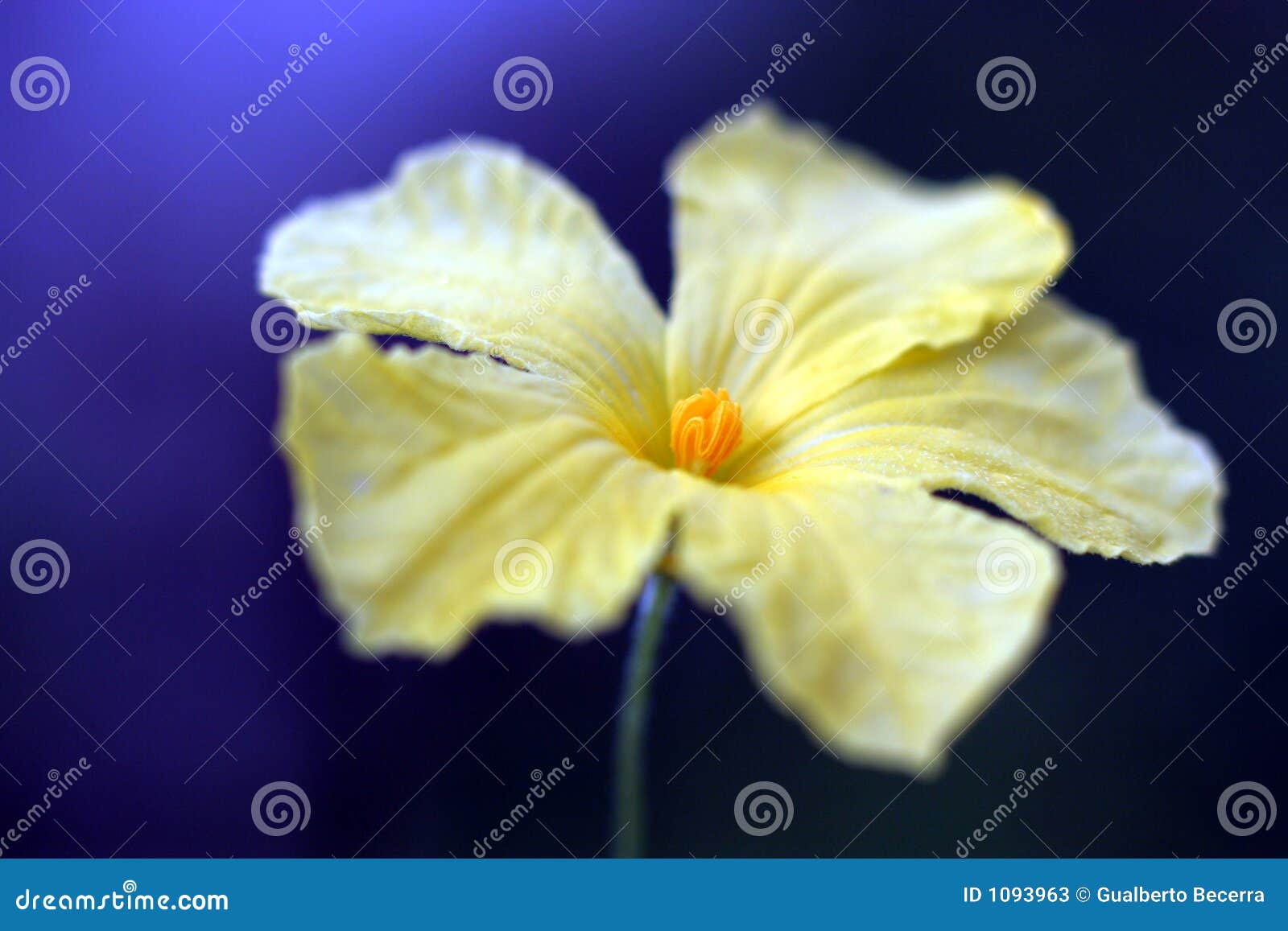 Yellow Wonder stock image. Image of beauty, life, branch - 1093963