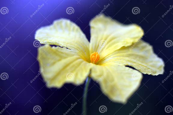 Yellow Wonder stock image. Image of beauty, life, branch - 1093963