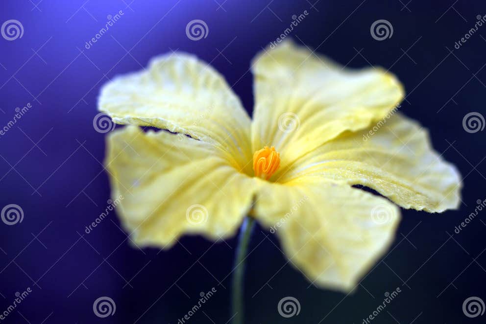 Yellow Wonder stock image. Image of beauty, life, branch - 1093963