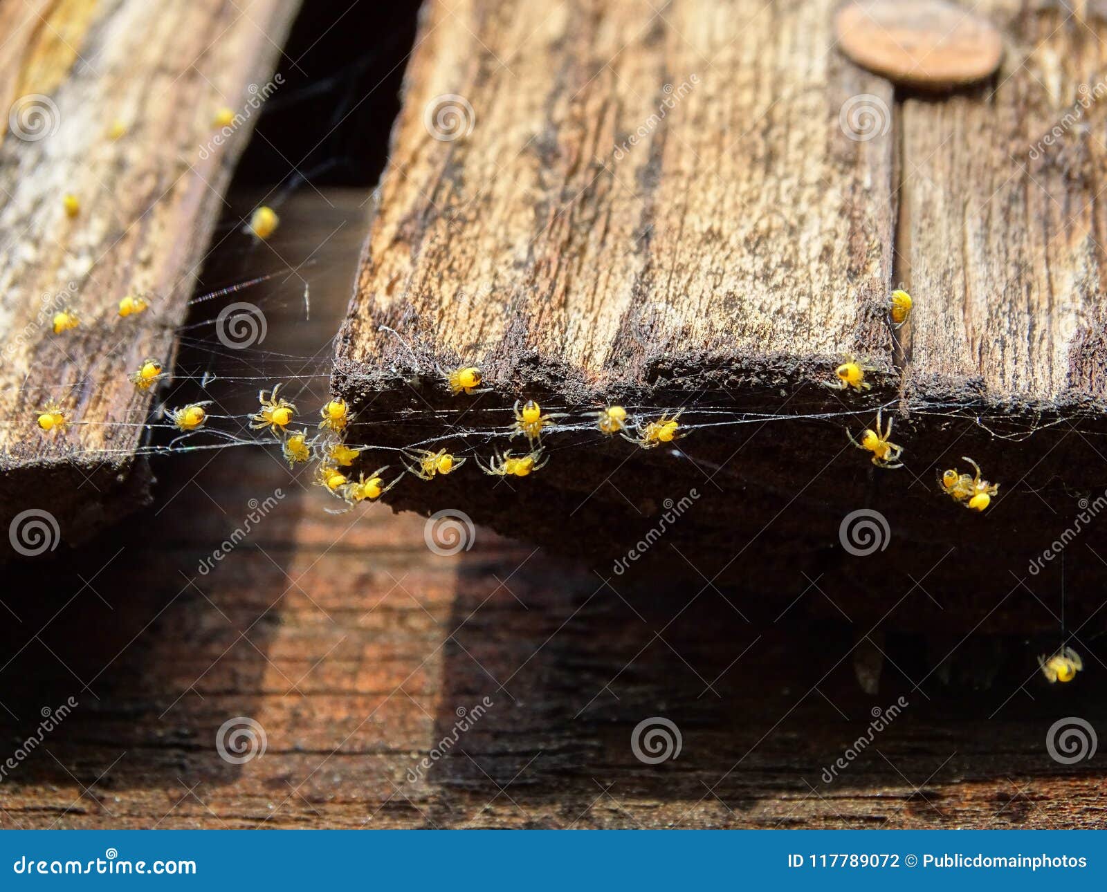 Yellow, Wood, Membrane Winged Insect Picture. Image: 117789072