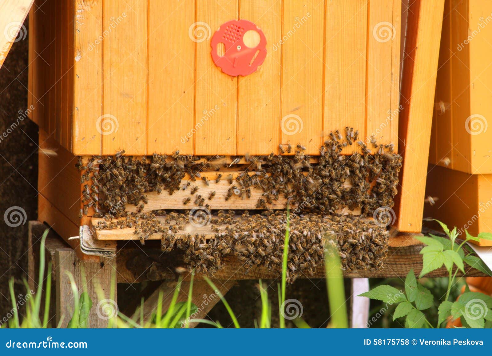 Yellow wooden beehive stock photo. Image of honeybee - 58175758