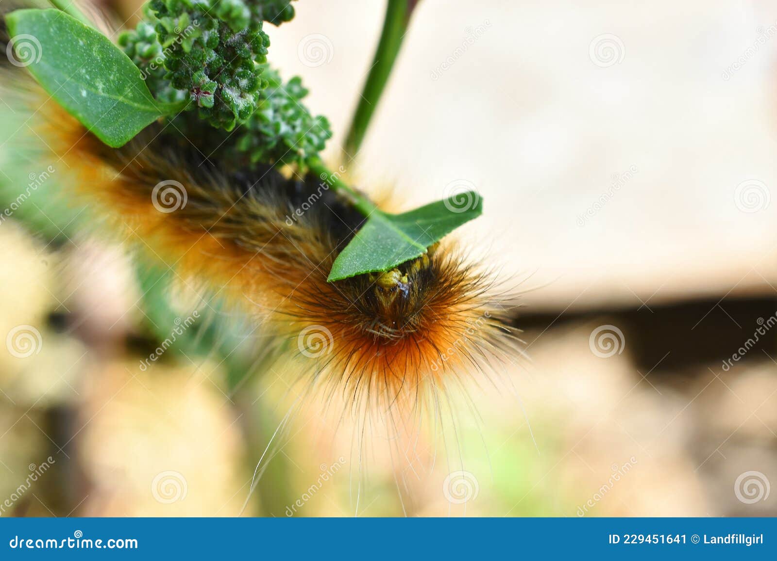 Yellow Wooly Worm Caterpillar On Concrete Brick And Wood Stock Photo ...