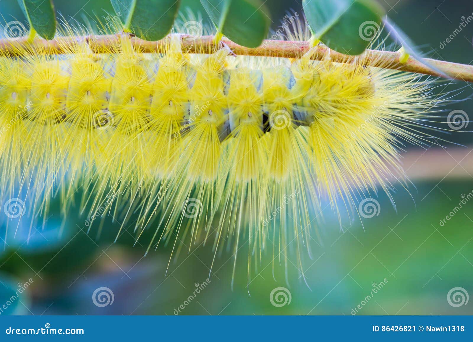 Yellow Worm Royalty-Free Stock Image | CartoonDealer.com #62474134