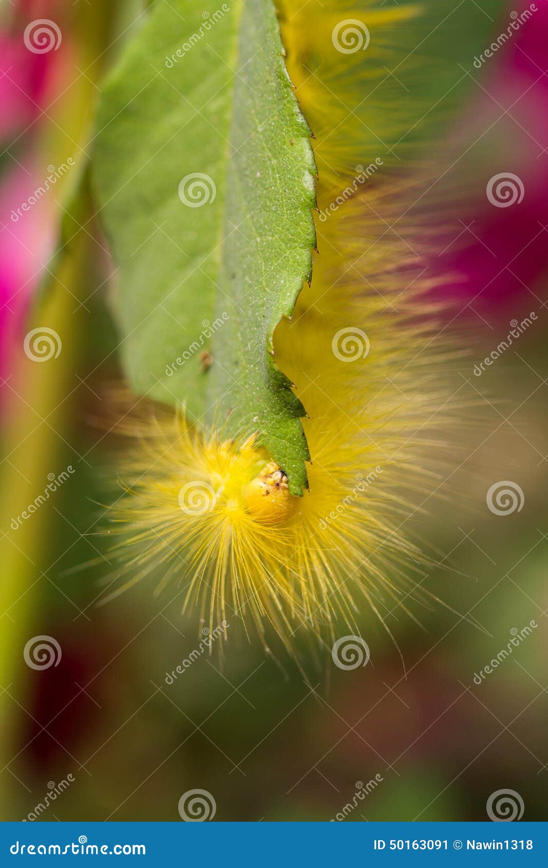 Yellow worm stock image. Image of blurred, green, insect - 50163091