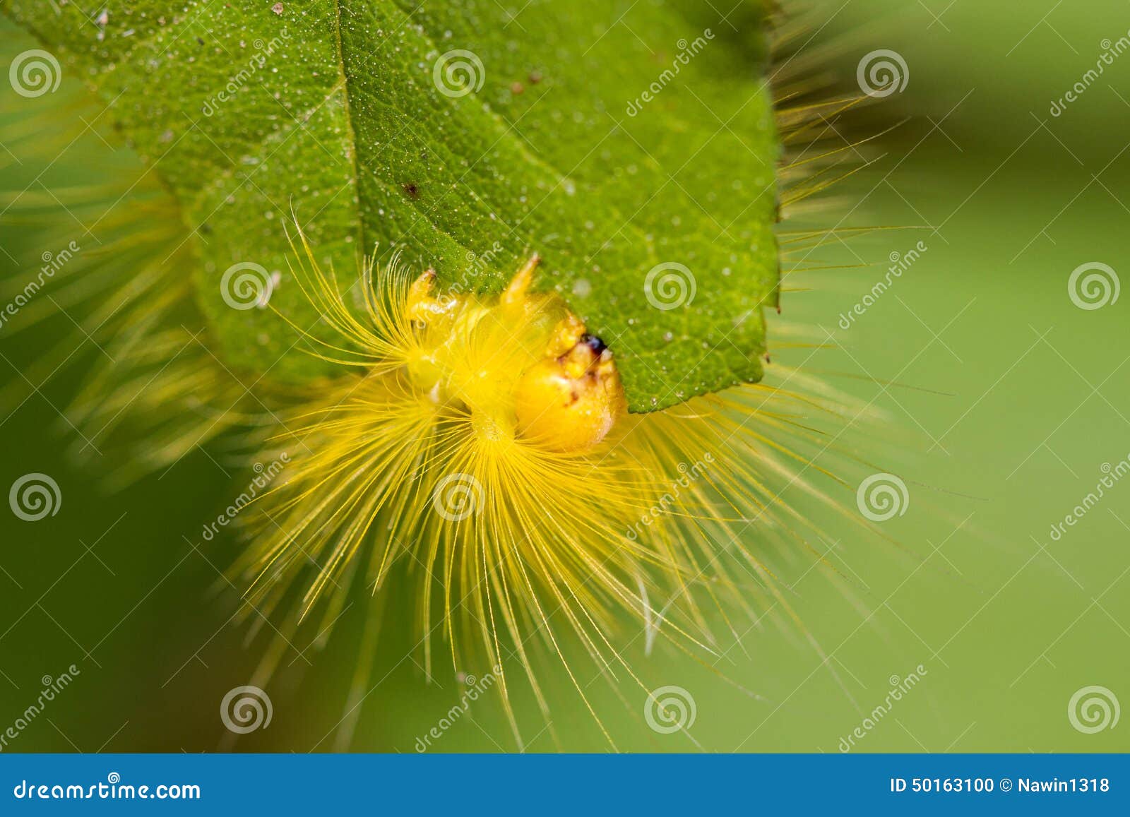 Yellow Worm Stock Image | CartoonDealer.com #66367111