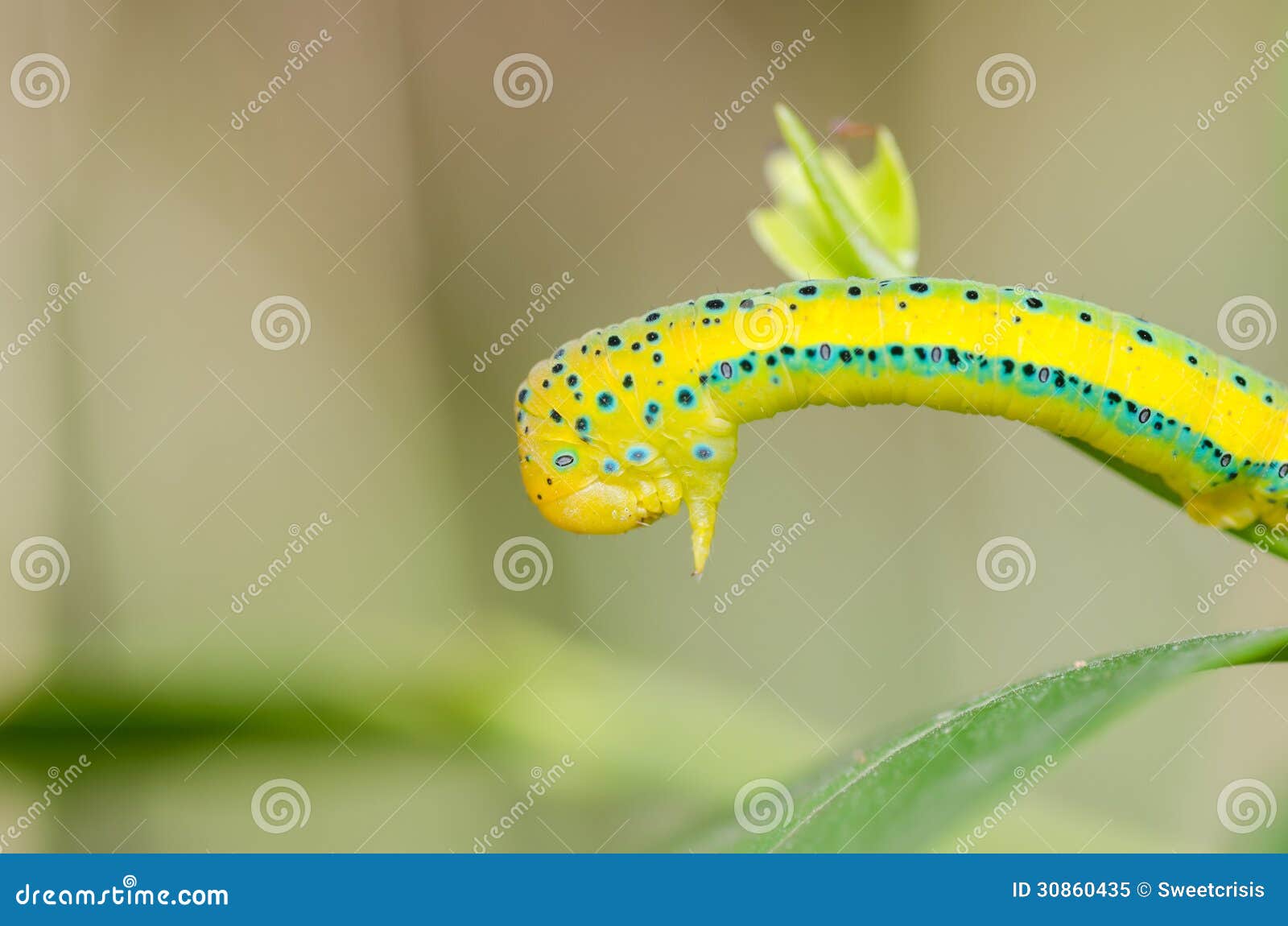 Yellow Worm Royalty-Free Stock Image | CartoonDealer.com #62474134