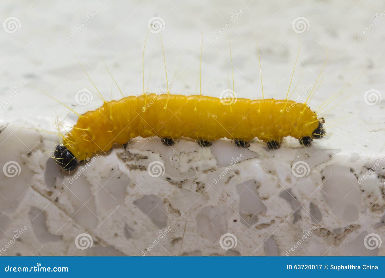 Yellow worm stock image. Image of animal, larva, nature - 63720017