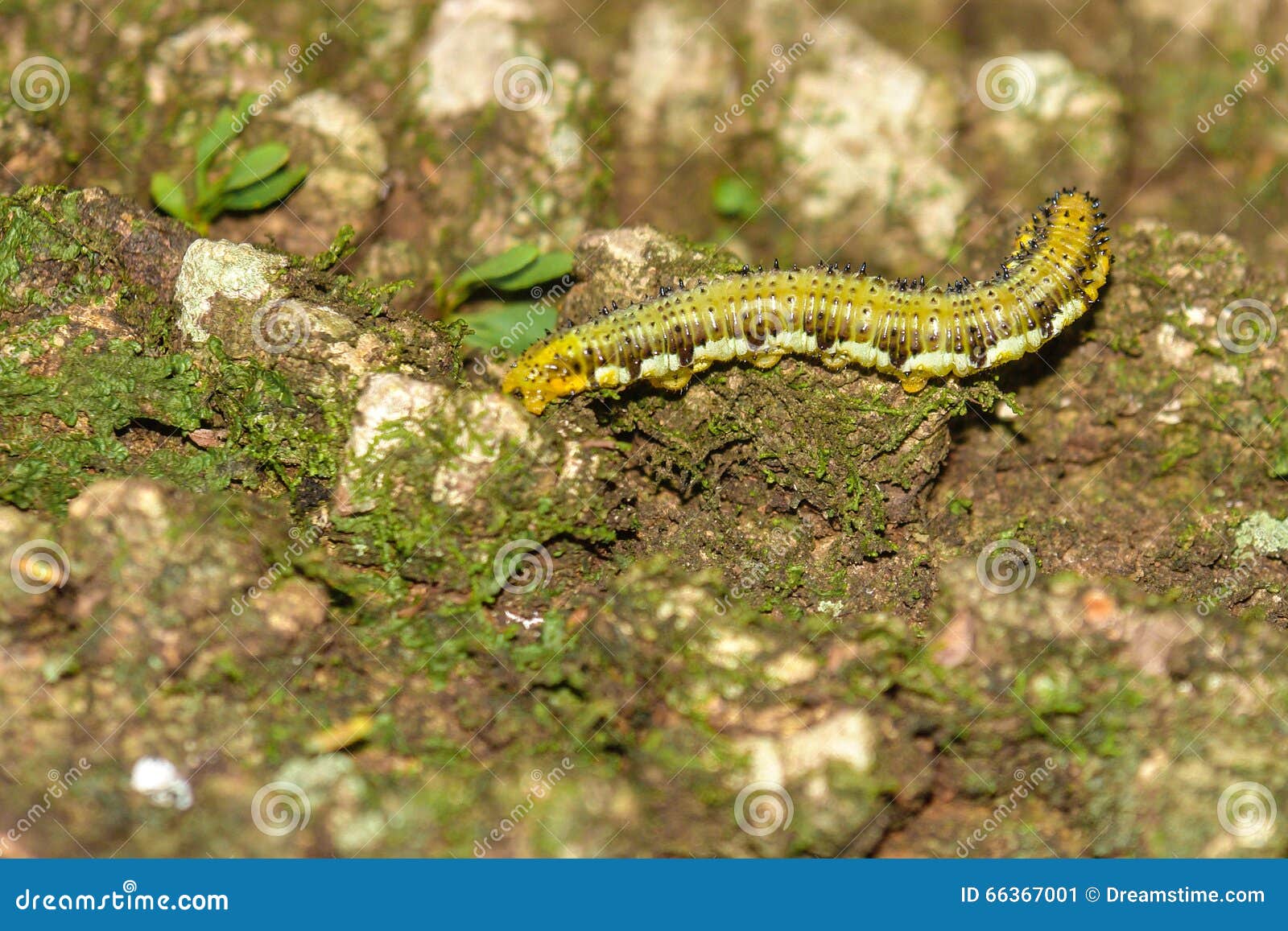 Yellow worm stock image. Image of macro, long, color - 66367001