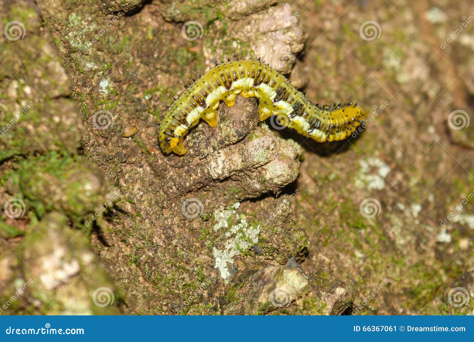 Yellow worm stock image. Image of larva, closeup, nature - 66367061