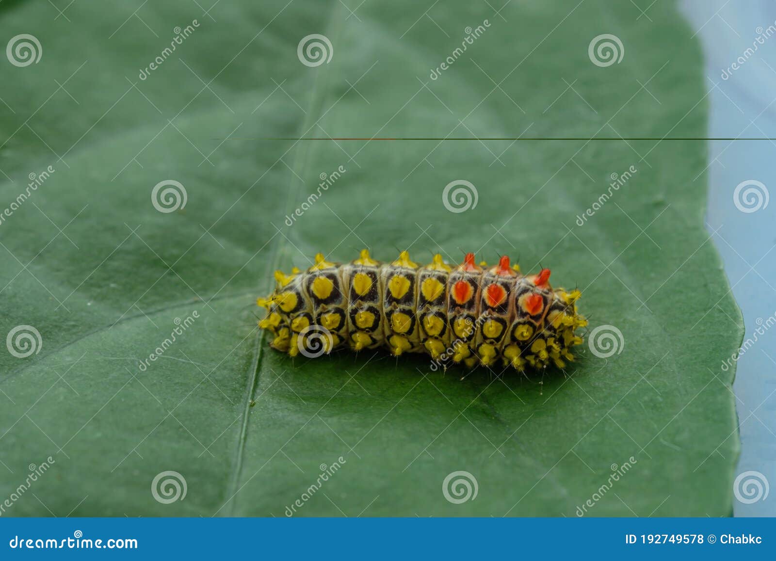 Yellow Worms with Beautiful Stock Photo - Image of cute, insect: 192749578