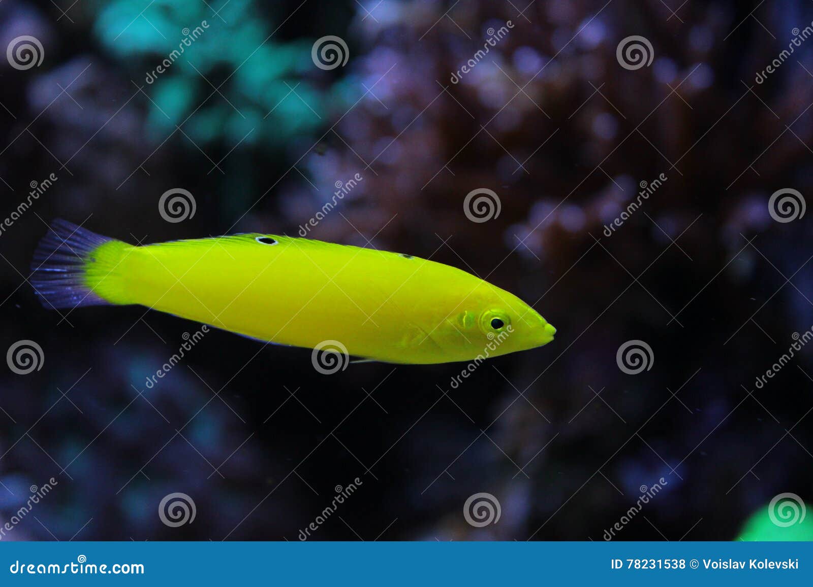 Yellow Wrasse Or Canary Wrasse, Halichoeres Chrysus, Fish Against Black ...
