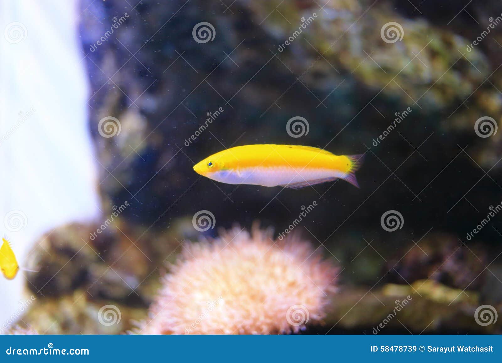 Yellow Wrasse Or Canary Wrasse, Halichoeres Chrysus, Fish Against Black ...