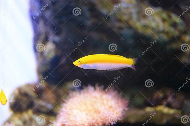Yellow Wrasse stock image. Image of aquarium, ocean, wrasses - 58478739