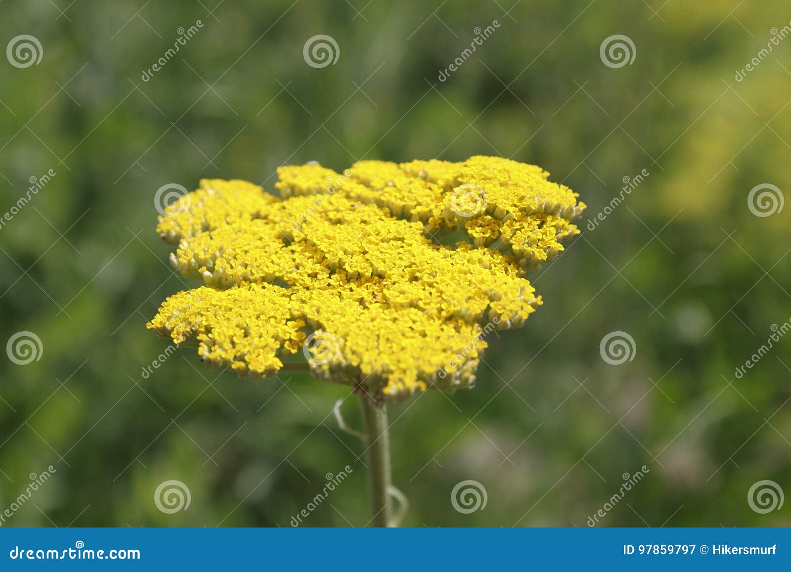 Yellow Yarrow, Achillea, Clypeolata, Stock Image - Image of achillea ...