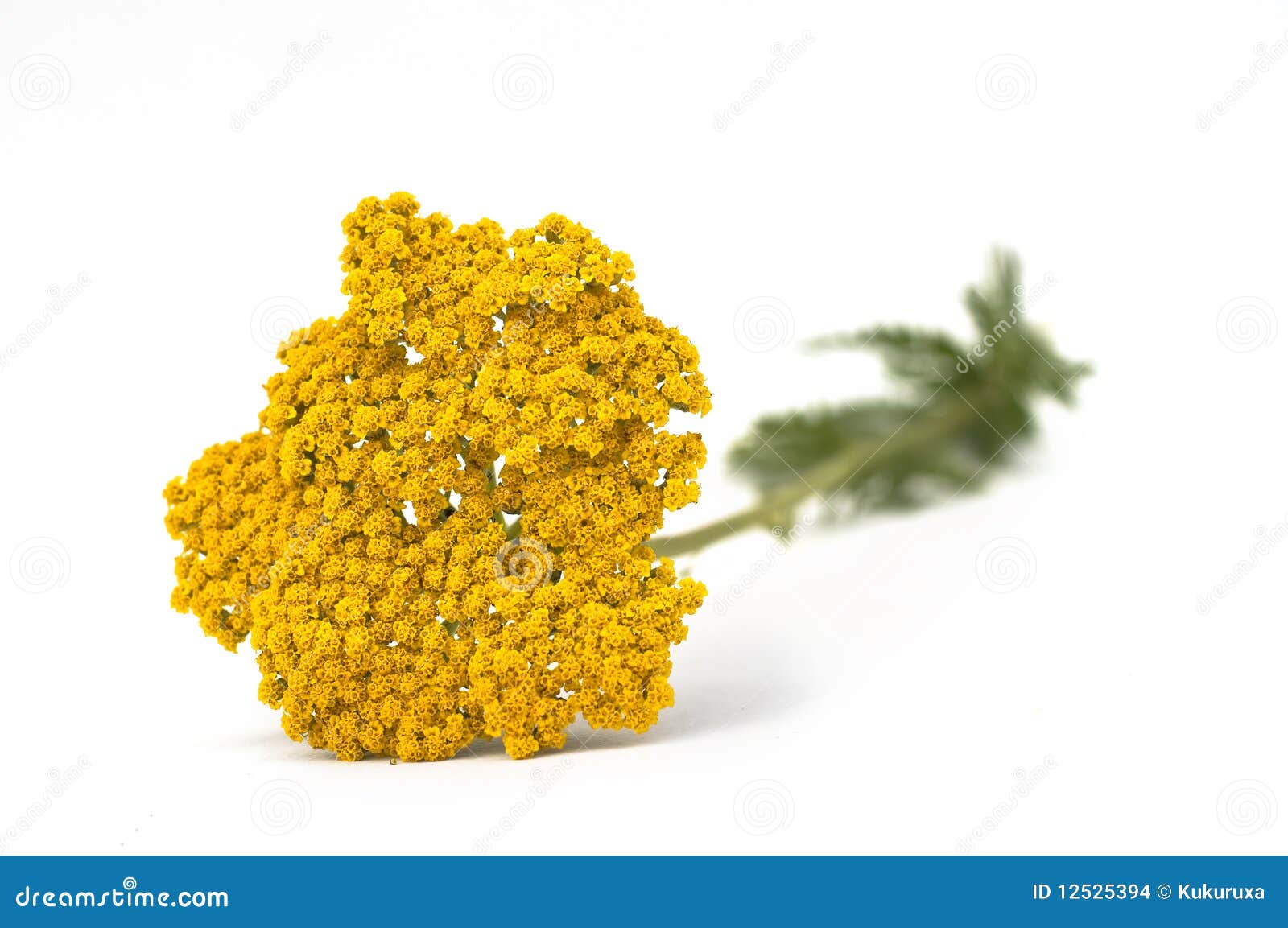 Yellow Yarrow Isolated on White Stock Photo - Image of isolated, floral ...
