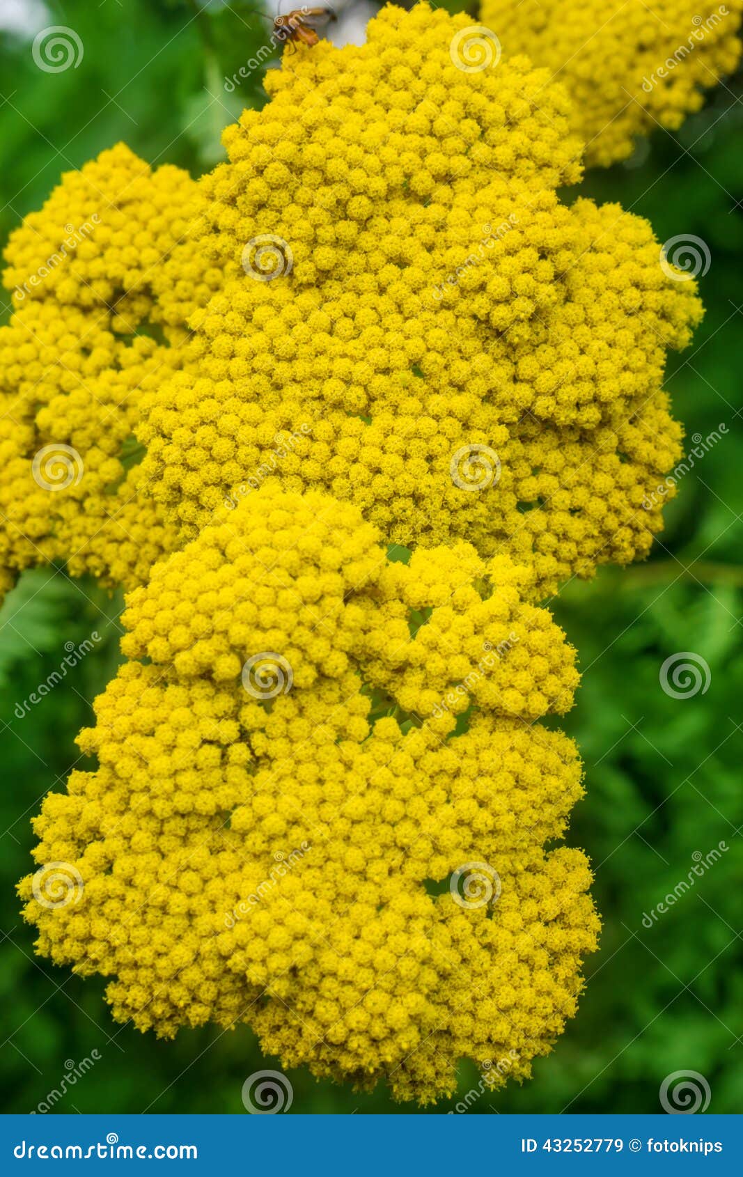 Yellow Yarrow stock image. Image of garden, naturopathy - 43252779