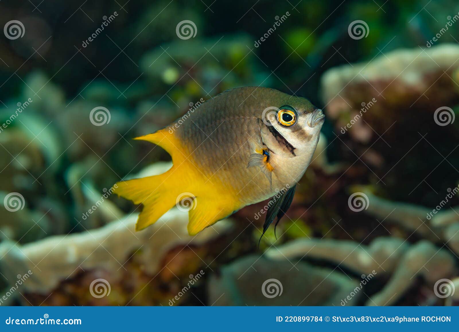 Yellow Yellowtail Damsel Damselfish Fish Stock Photo - Image of raja ...