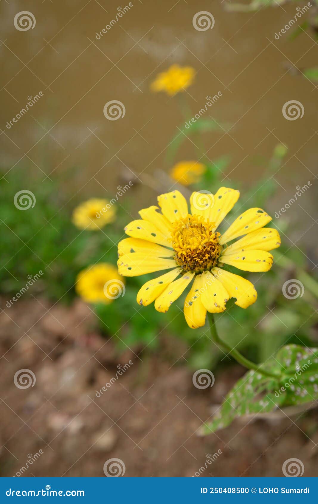 Yellow Zenia Flowers Look Beautiful by the Pool Stock Photo - Image of ...