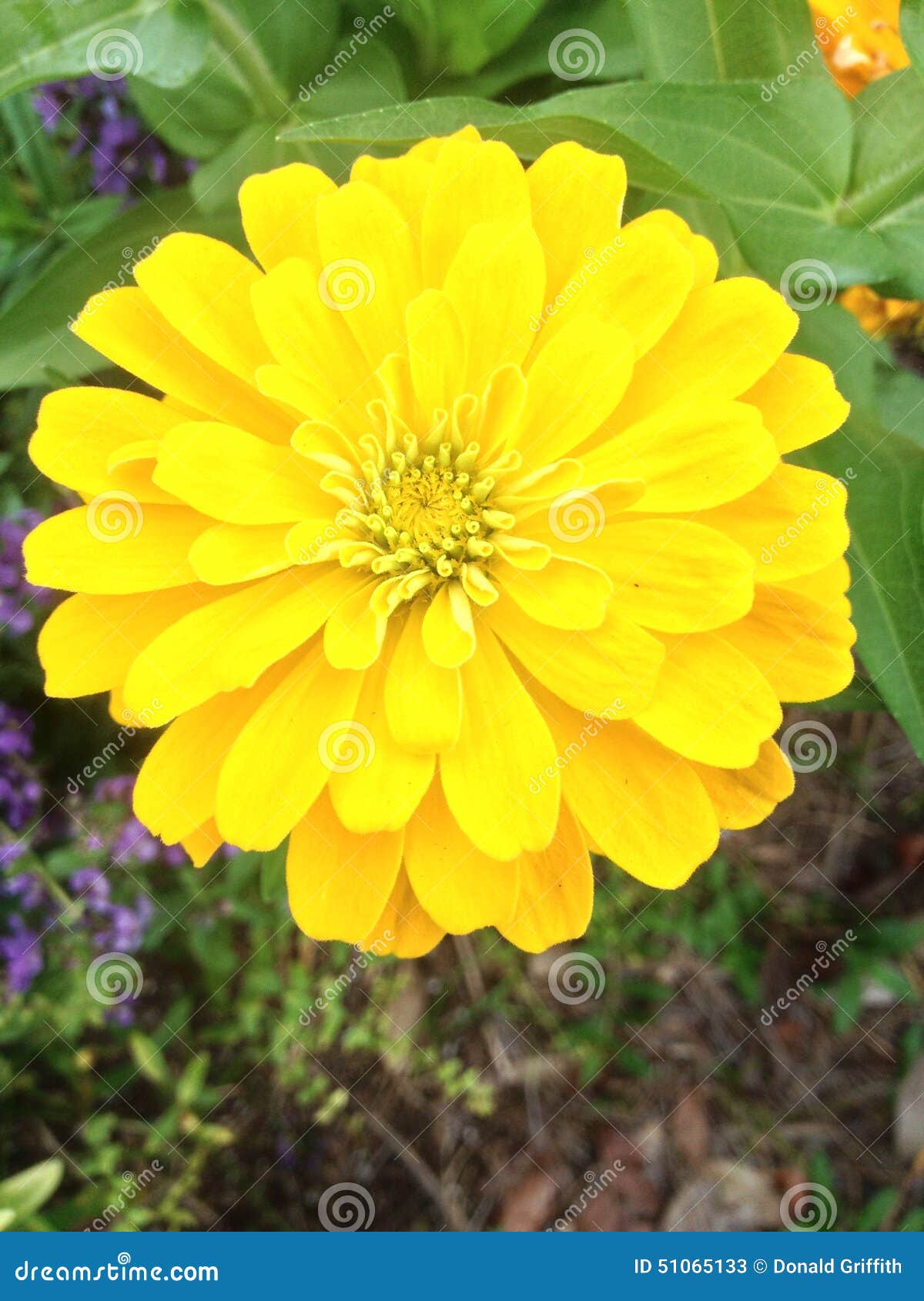Yellow Zinnia stock image. Image of stamen, petals, zinnia - 51065133