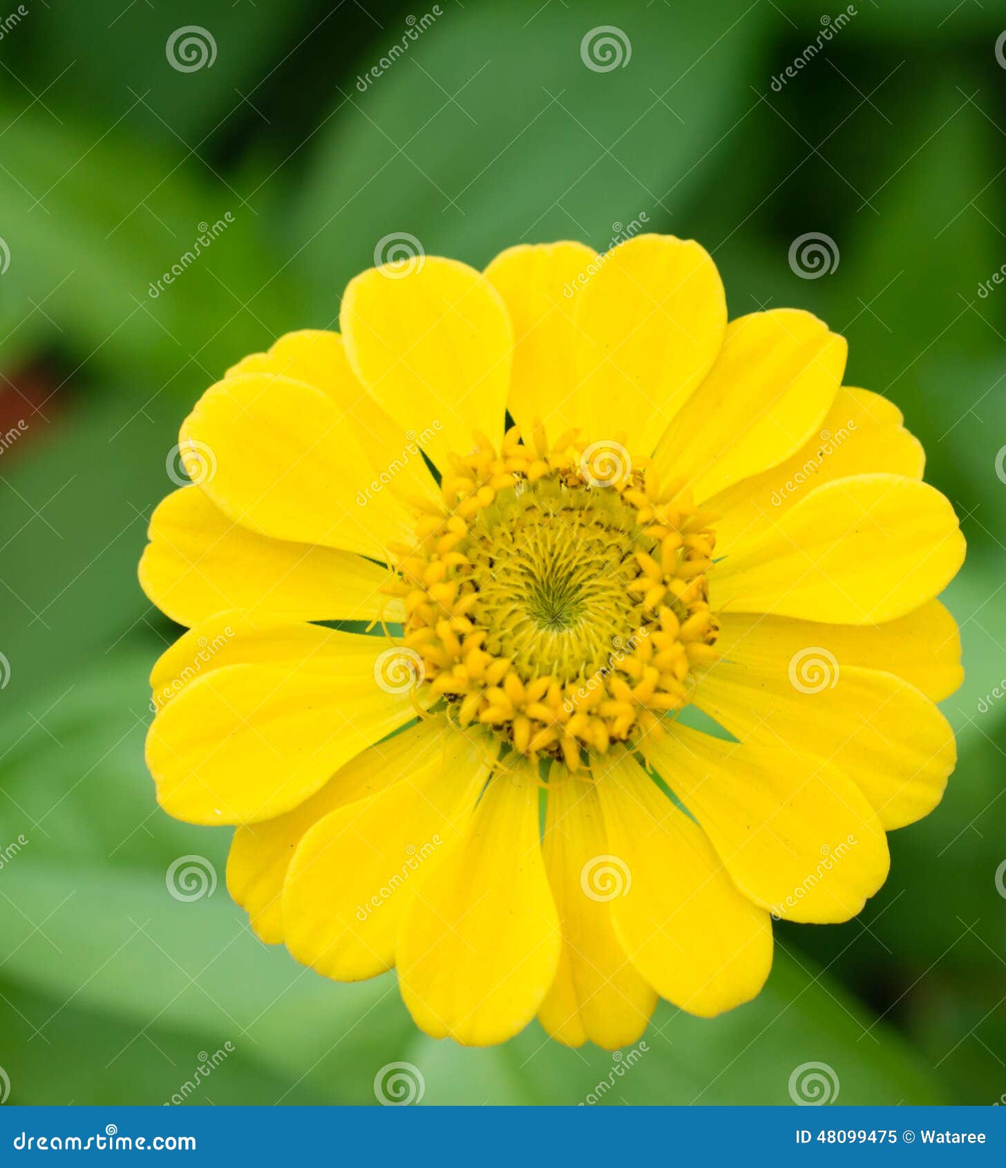 Yellow Zinnia flower stock image. Image of outdoor, background - 48099475