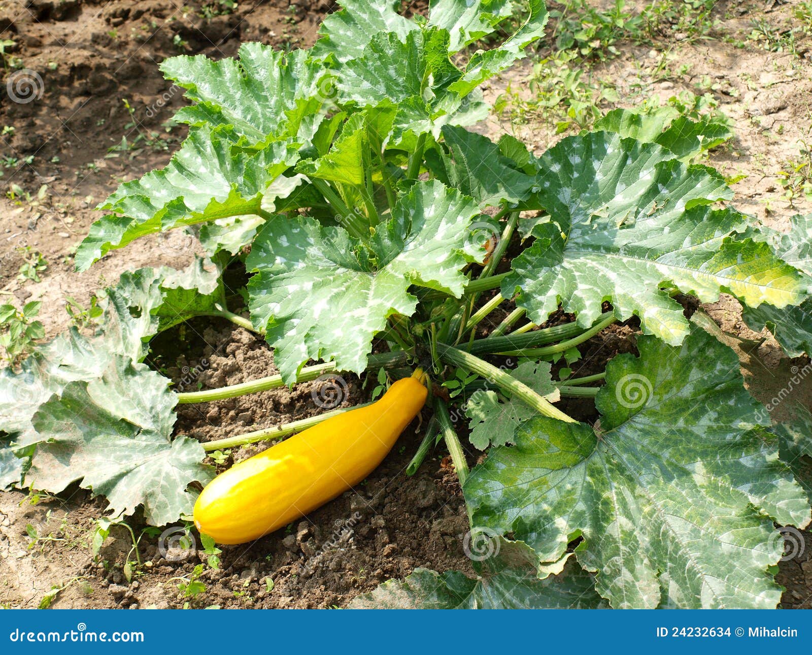 Yellow zucchini stock photo. Image of vitamins, zucchini - 24232634