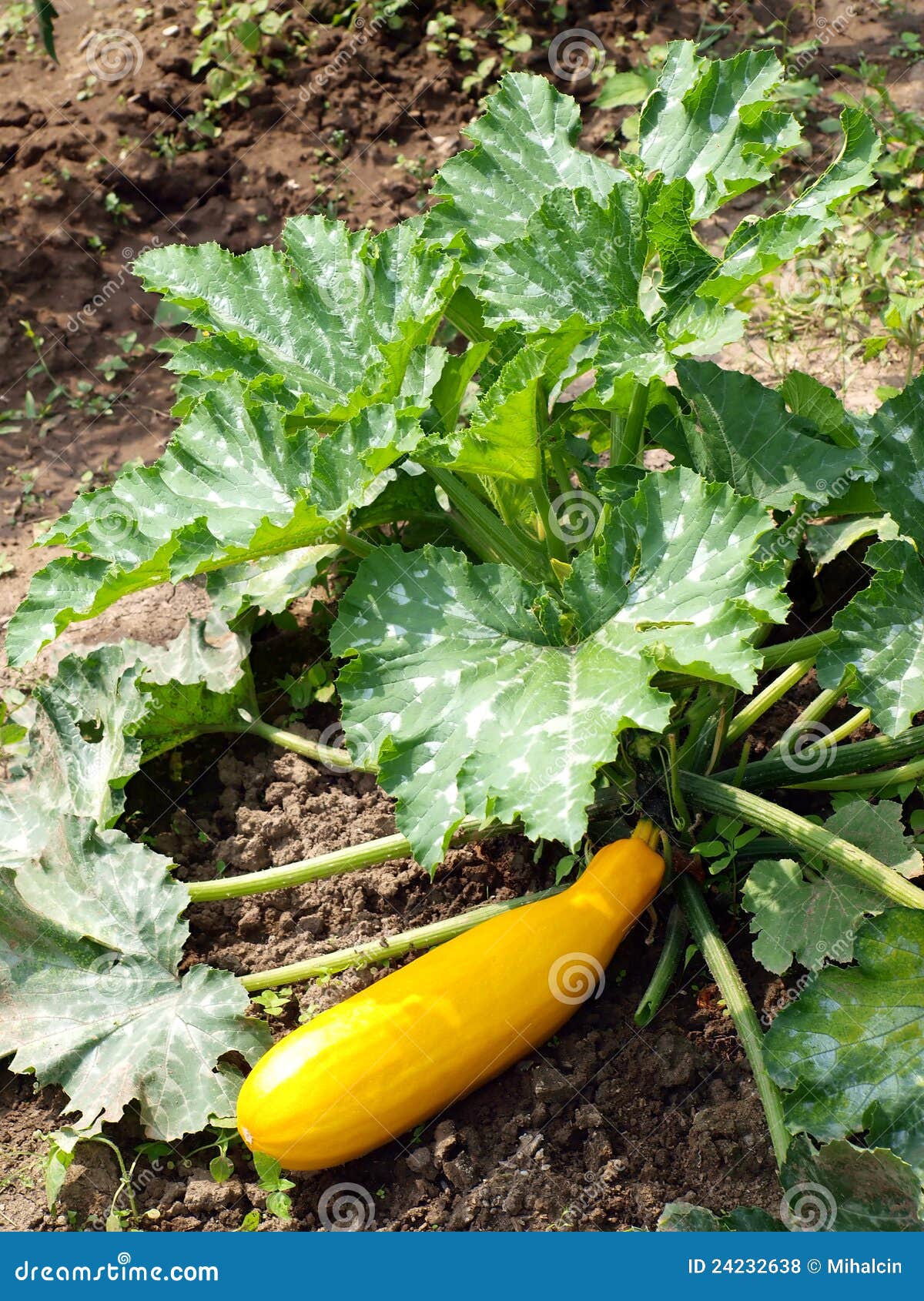 Yellow zucchini stock photo. Image of yellow, vitamins - 24232638