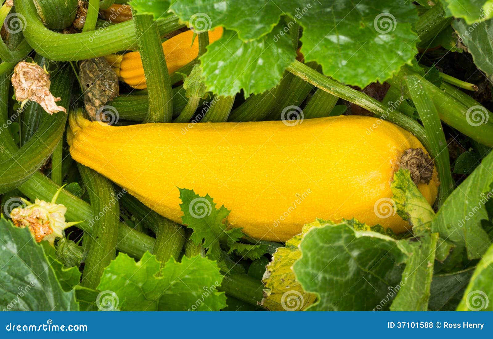 Yellow Zucchini stock photo. Image of food, vegetarian - 37101588