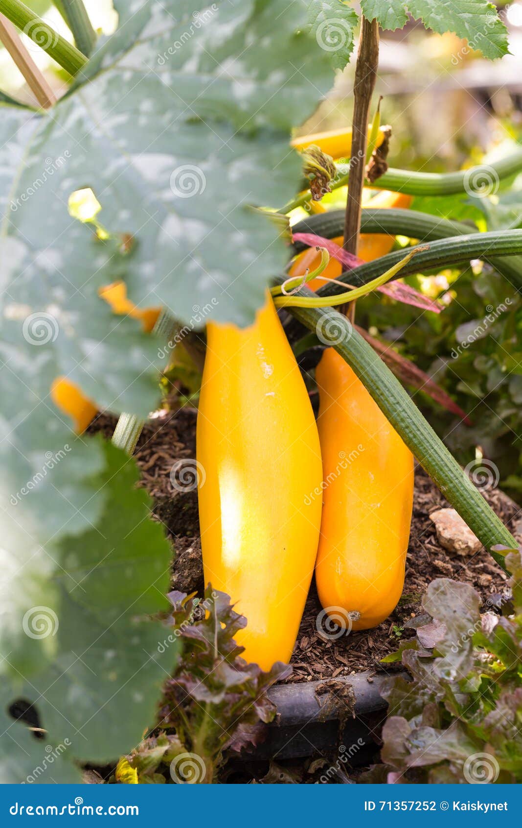 Yellow Zucchini Growing on a Plant Stock Photo - Image of veggie ...