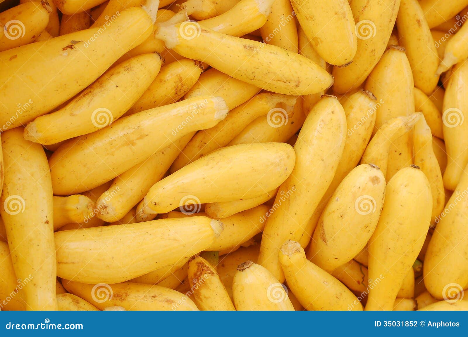 Yellow zucchini stock photo. Image of cooking, nutrition - 35031852