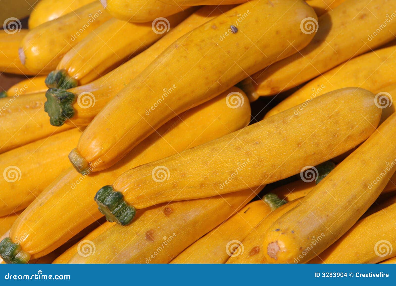 Yellow Zucchini Squash stock photo. Image of squash, zucchini - 3283904