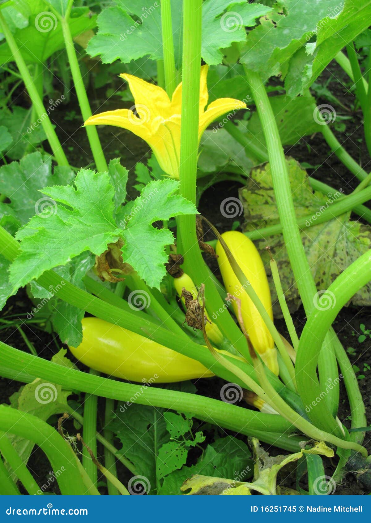 Yellow Zucchinis with Flower Stock Image - Image of zucchini, food ...