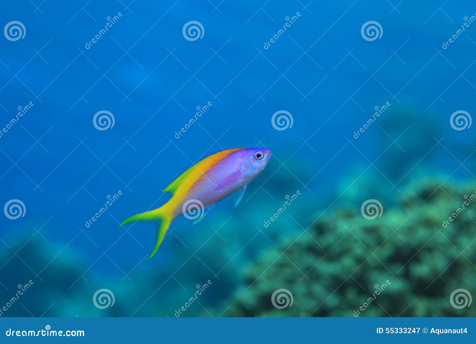 Yellowback anthias stock image. Image of adventure, coral - 55333247
