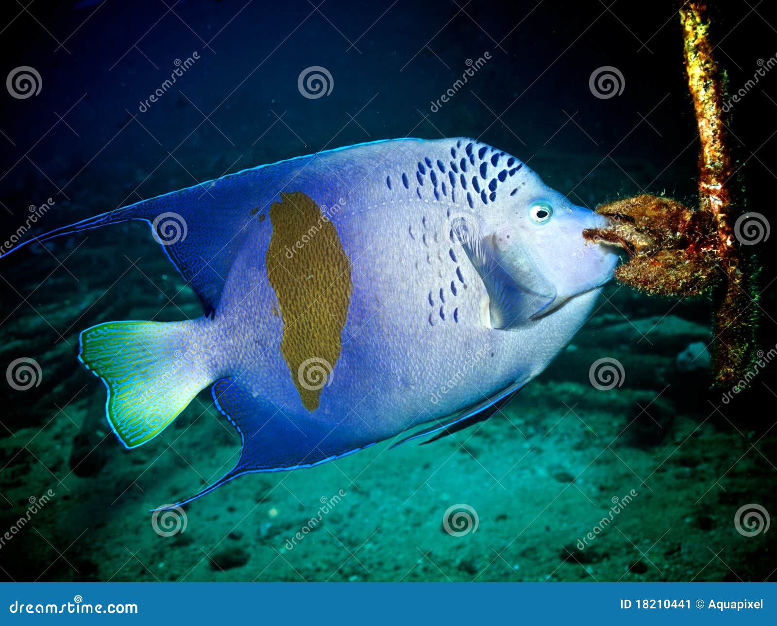 Yellowbar Angelfish (Pomacanthus Maculosus) Stock Image - Image of ...