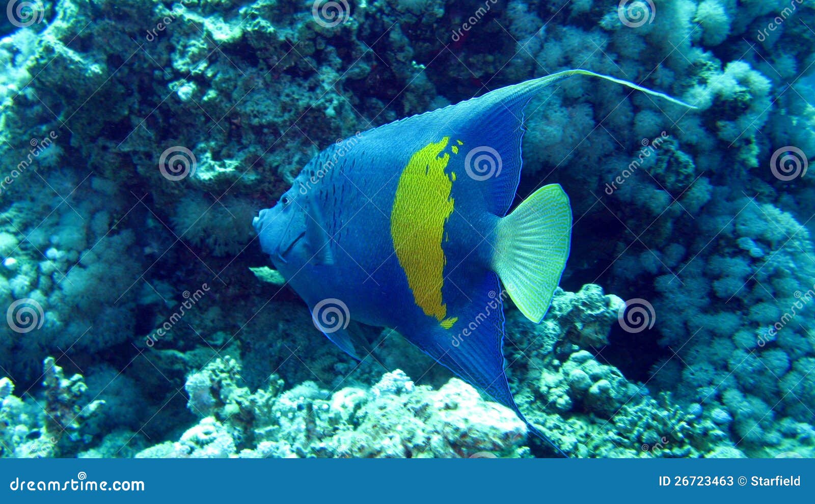 Yellowbar Angelfish,Pomacanthus Maculosus Stock Image - Image of soft ...