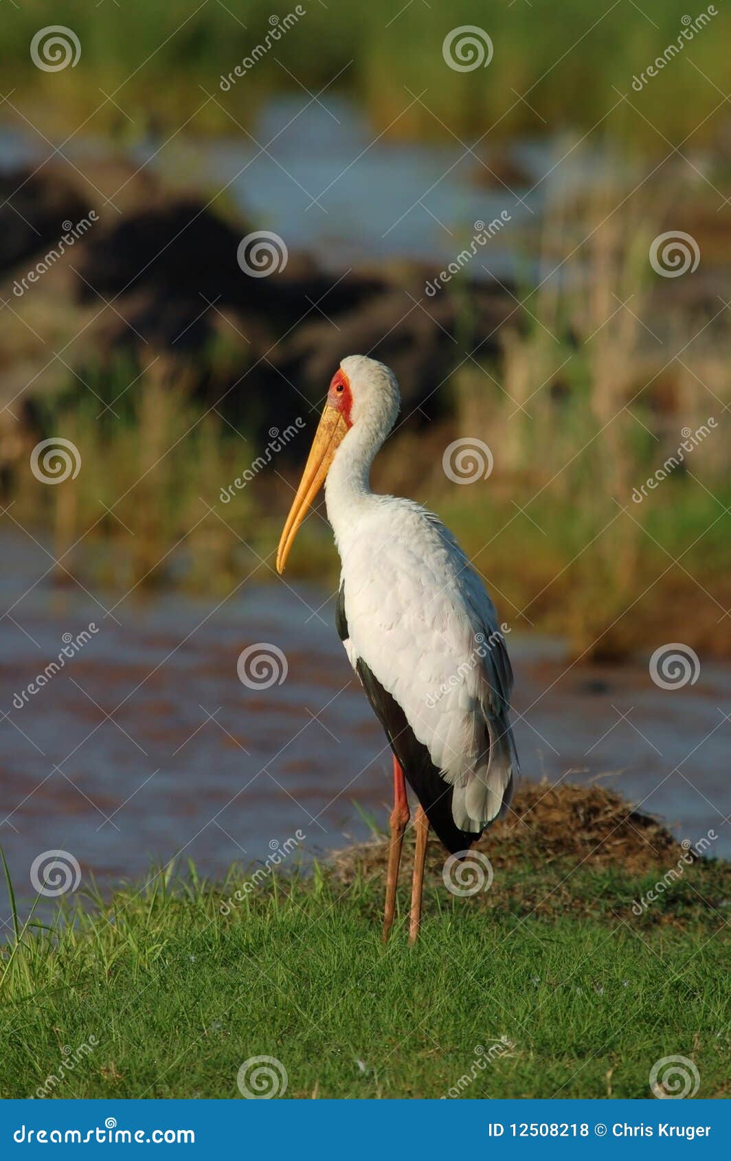 Yellowbilled Stork stock photo. Image of mycteria, reflection - 12508218