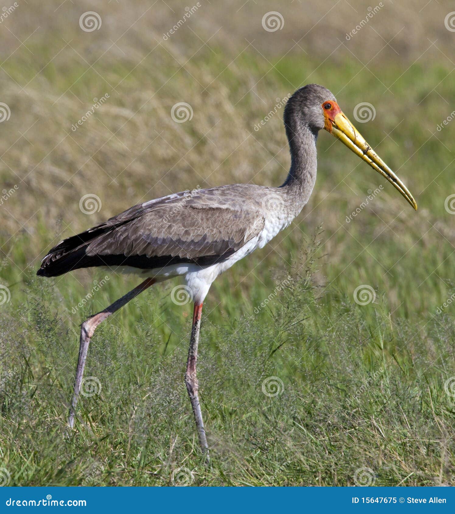 Juvenile Yellow-billed Stork - Botswana Stock Image - Image of botswana ...