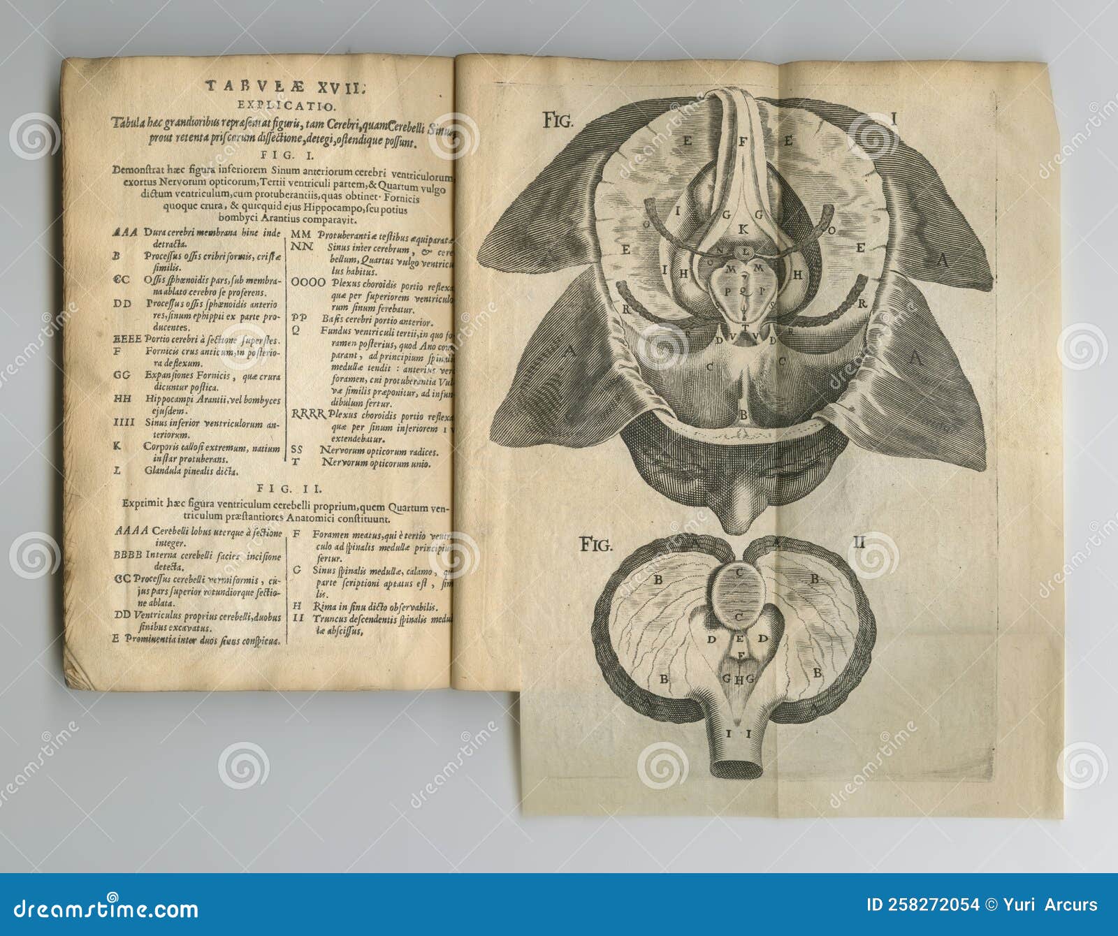Yellowed Anatomy Book. an Old Anatomy Book with Its Pages on Display ... Yellowed Anatomy Book. an Old Anatomy Book with Its Pages on Display ...
