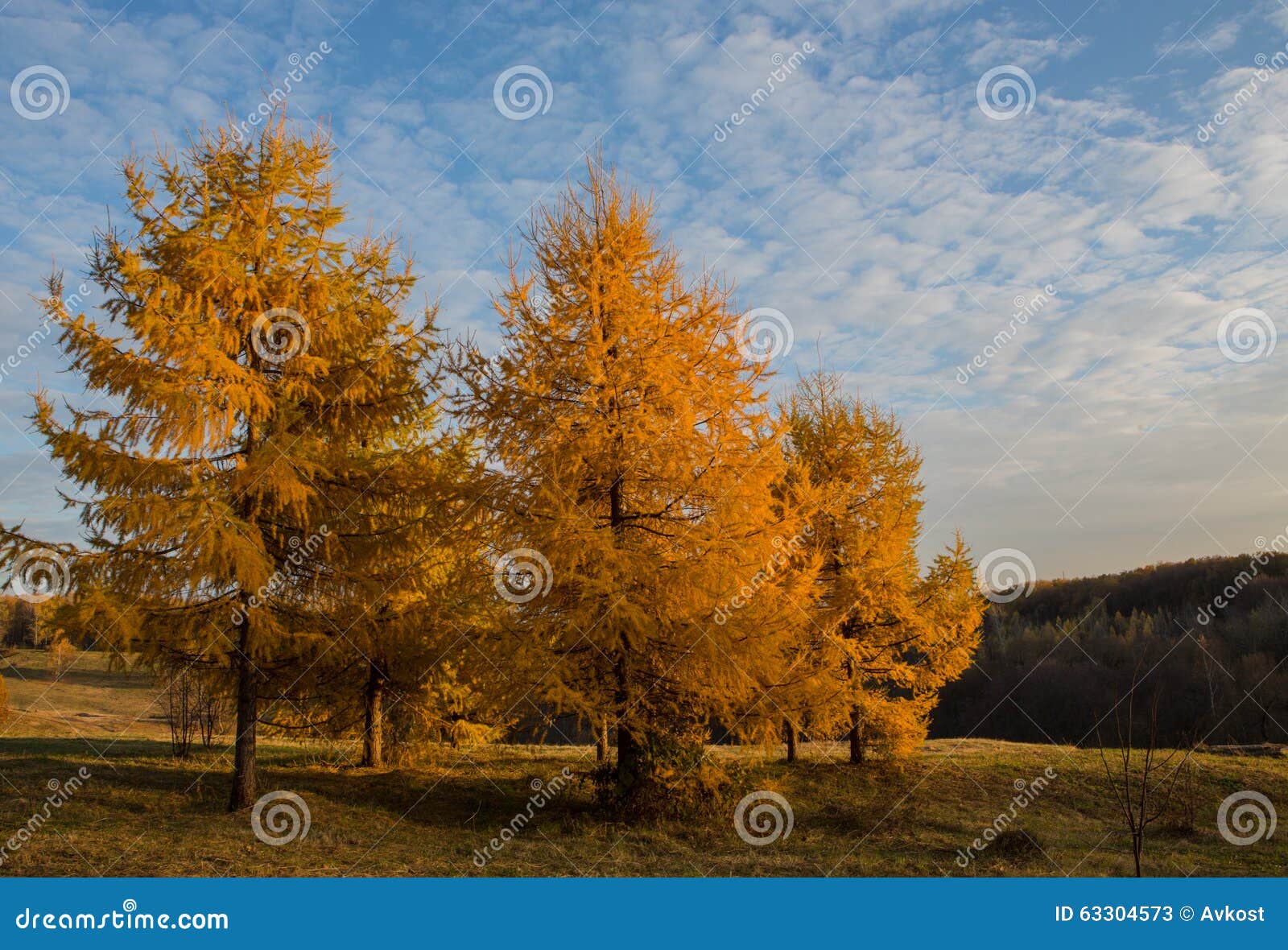 Yellowed autumn larch stock image. Image of conservation - 63304573