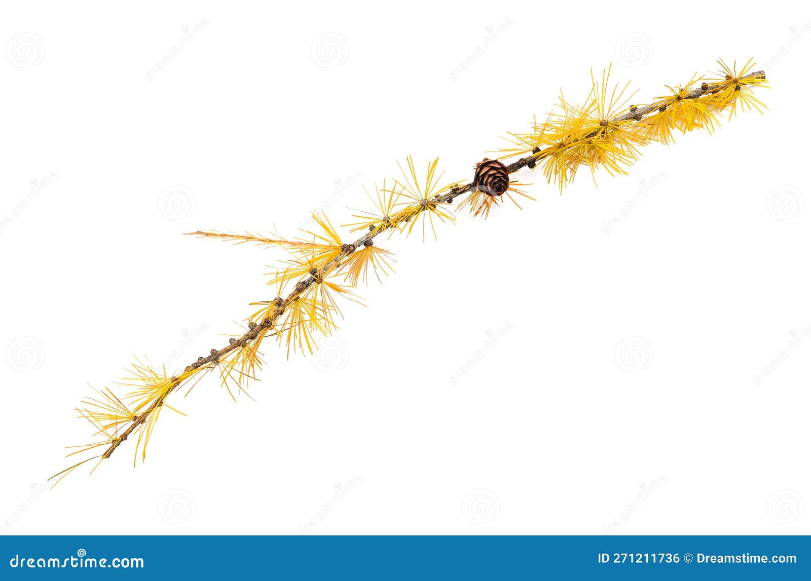Yellowed Larch branch stock photo. Image of larch, pinecone - 271211736