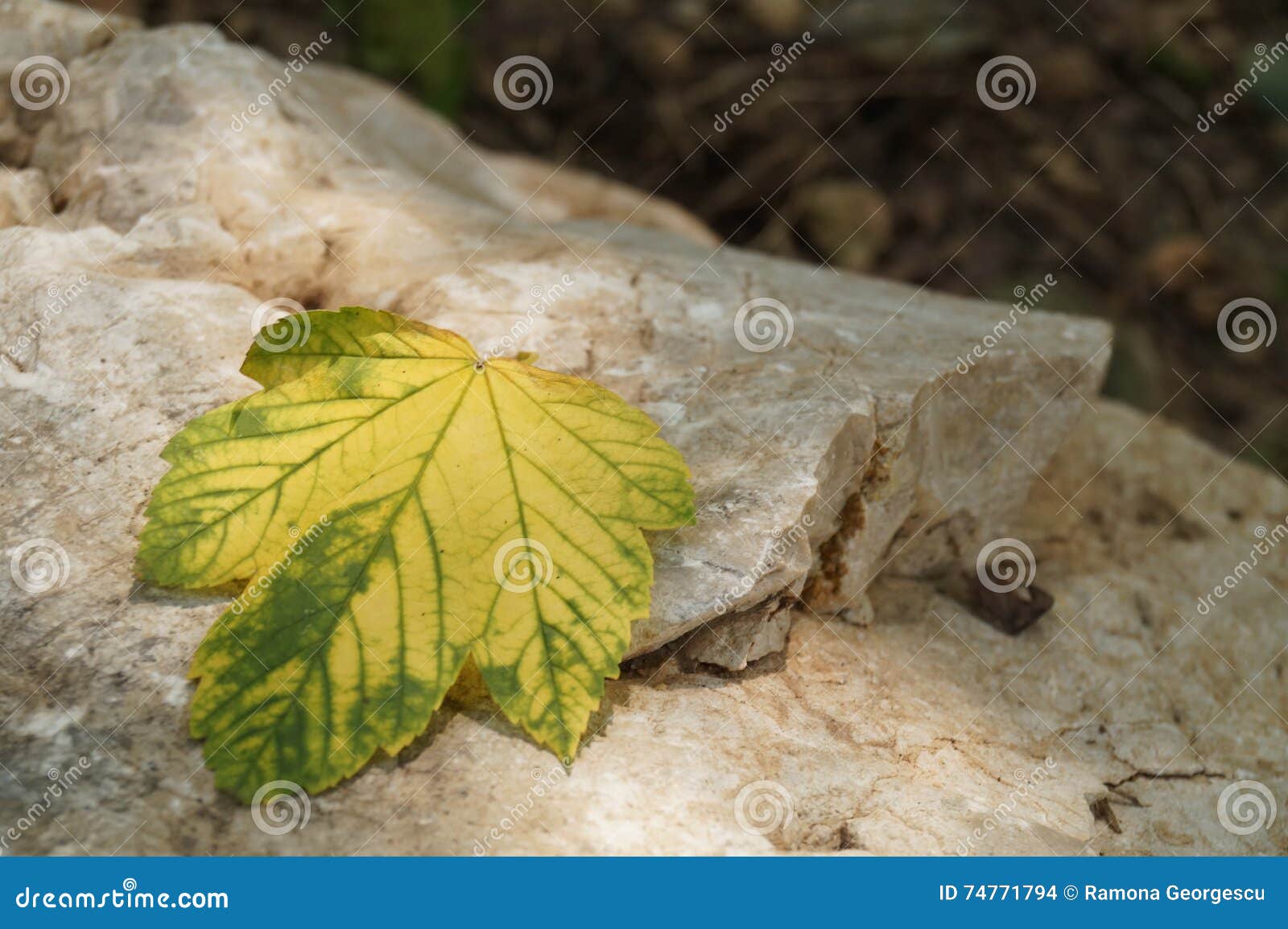 Yellowed leaf stock photo. Image of vegetation, wild - 74771794
