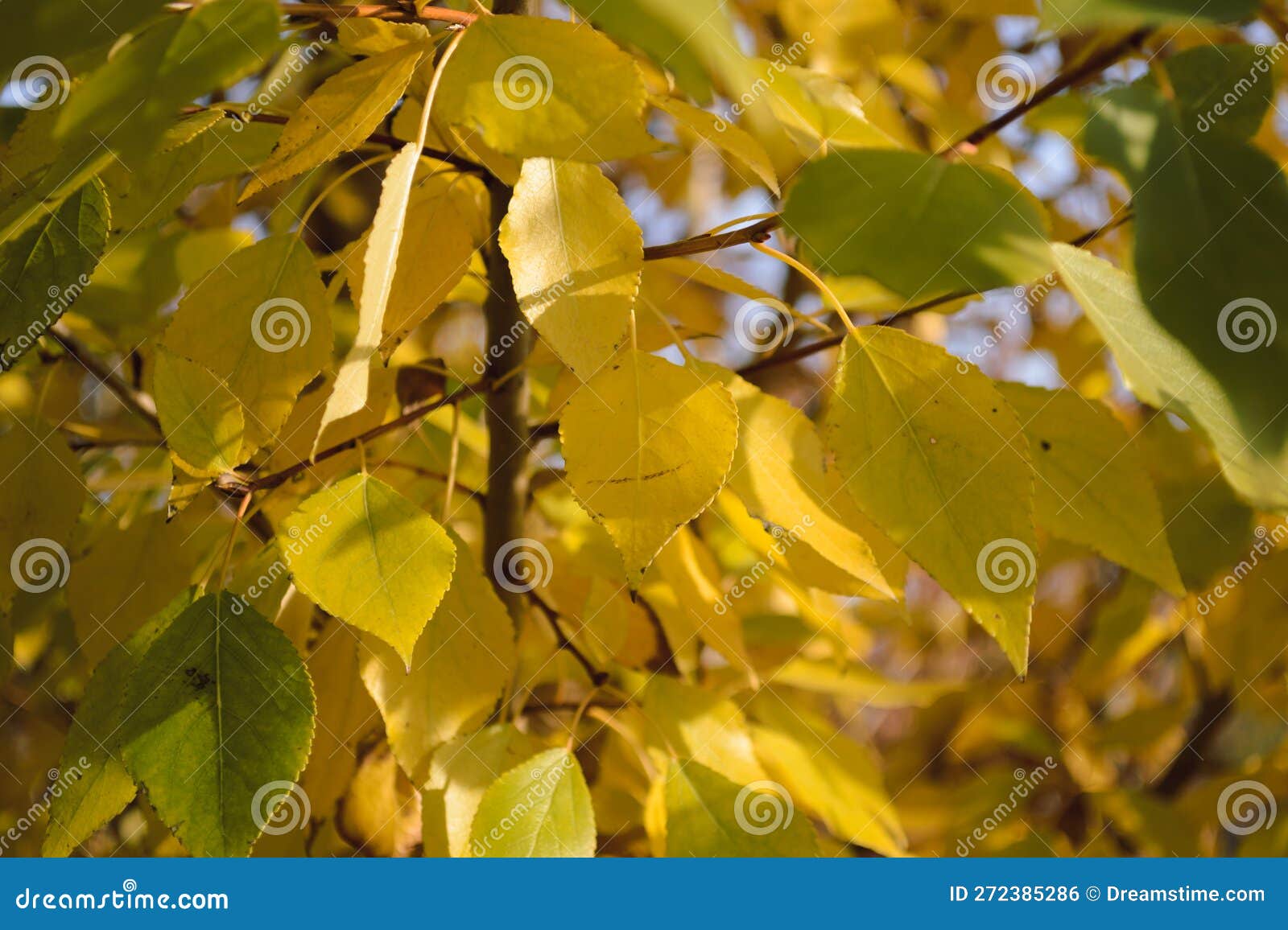 Yellowed Leaves Deep in the Foliage of a Tree in Autumn Stock Photo ...