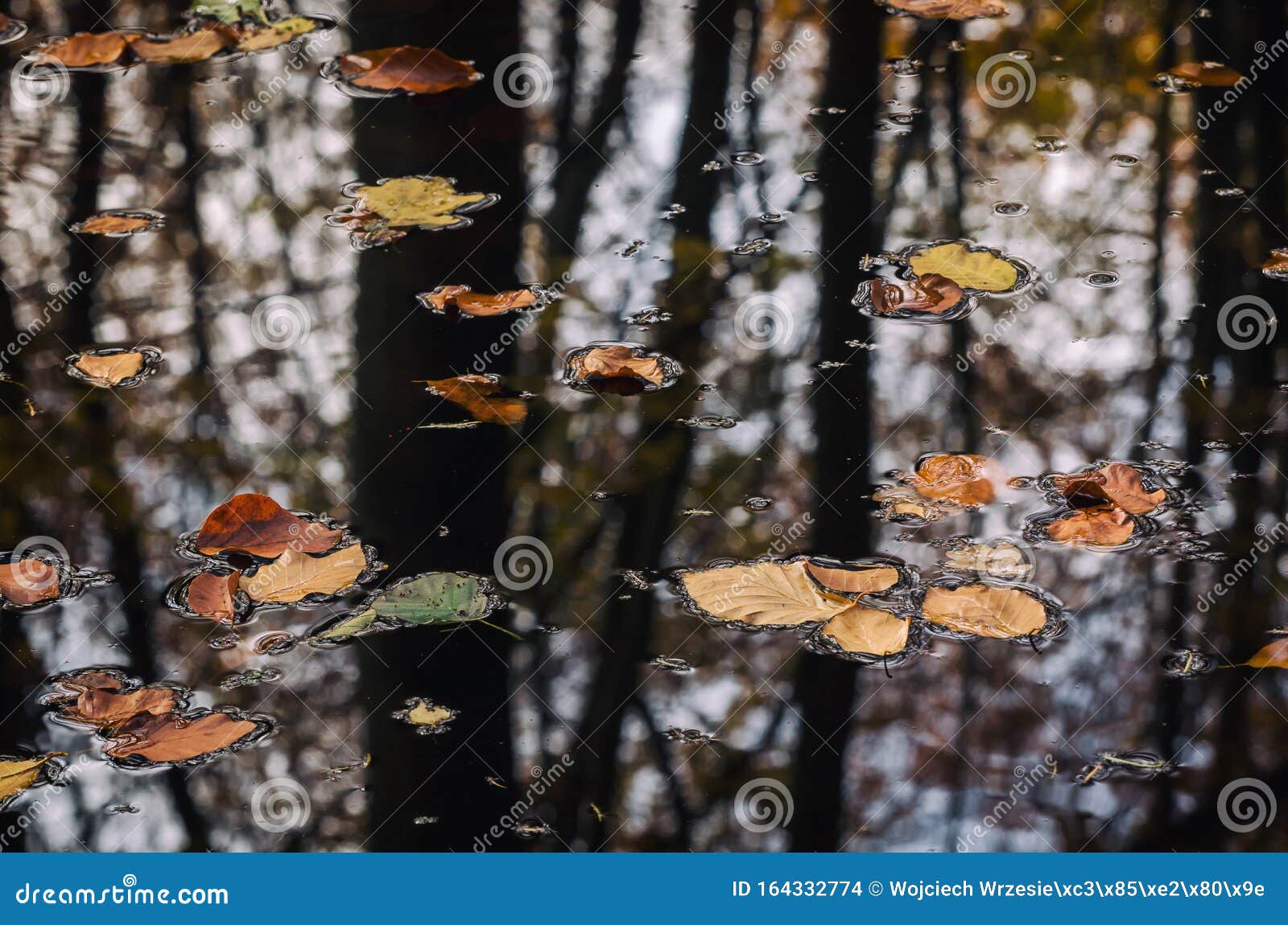 BEECH FOREST stock photo. Image of ground, heavy, botany - 164332774