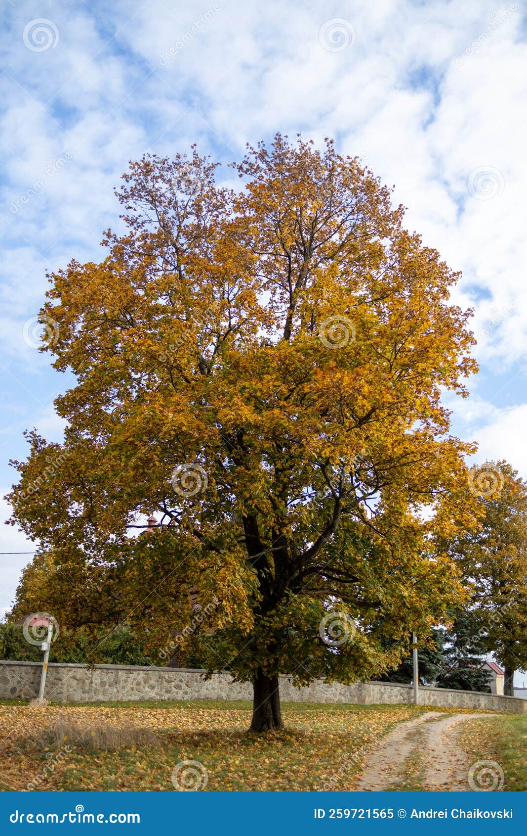 Yellowed old maple stock image. Image of grove, leaf - 259721565