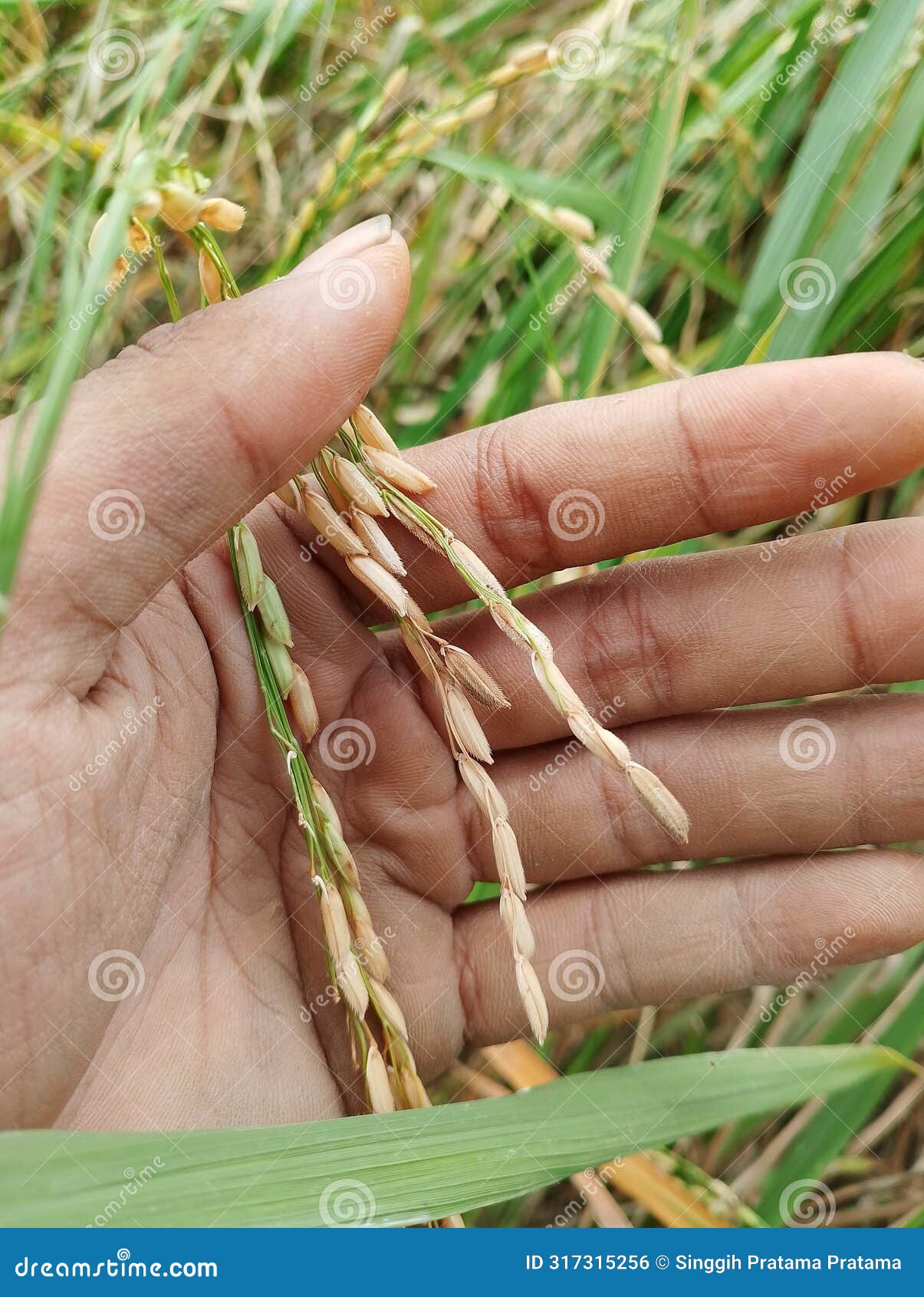 Yellowed Rice Stalks in the Hands of a Farmer Stock Photo - Image of ...
