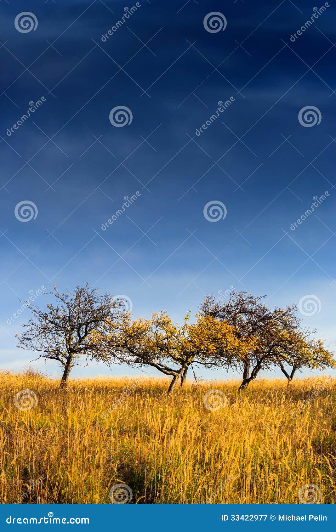 Yellowed Tree in a Field Under a Dark Autumn Sky Stock Image - Image of ...