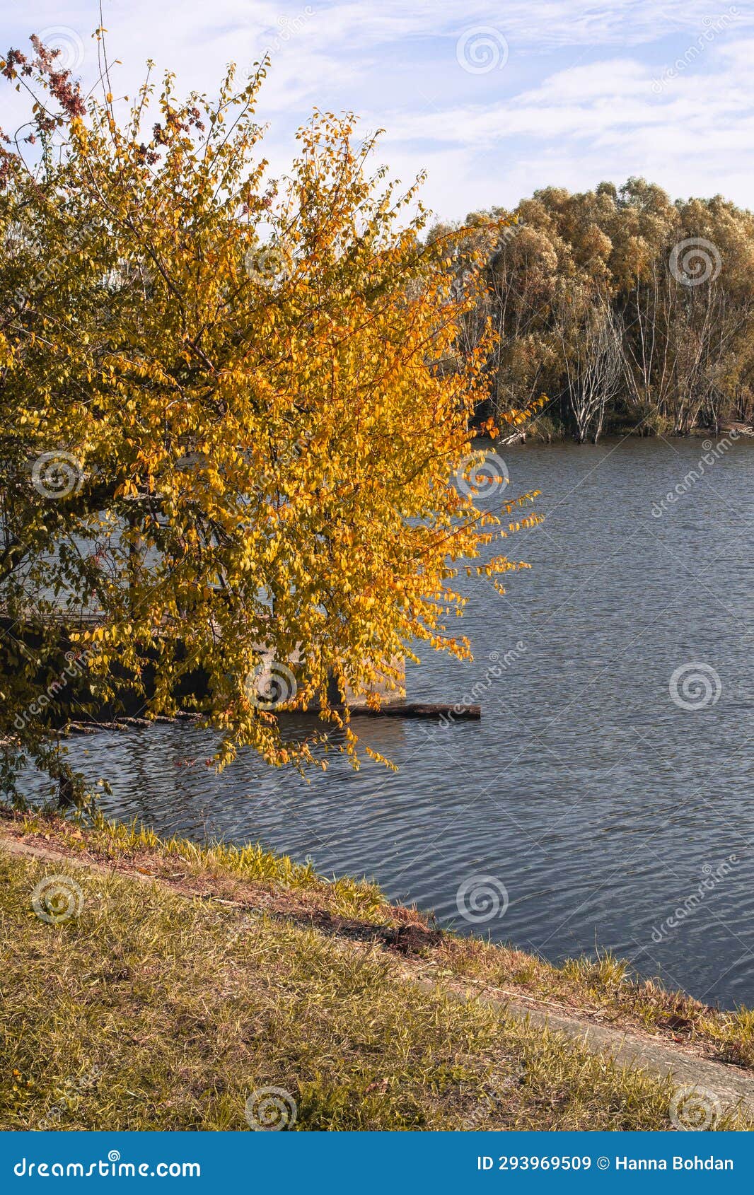 A Yellowed Tree Near the Lake Stock Image - Image of tree, pond: 293969509